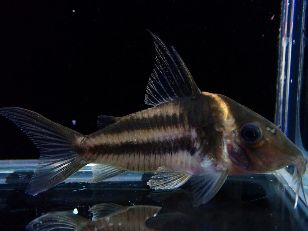 【楽天市場】【淡水魚】【通販】美ライン No1 コリドラス ビファシアータス タパジョス産 ワイルド【個体販売】(±6cm)(生体)(熱帯魚)NKCR：ペットバルーン楽天市場支店