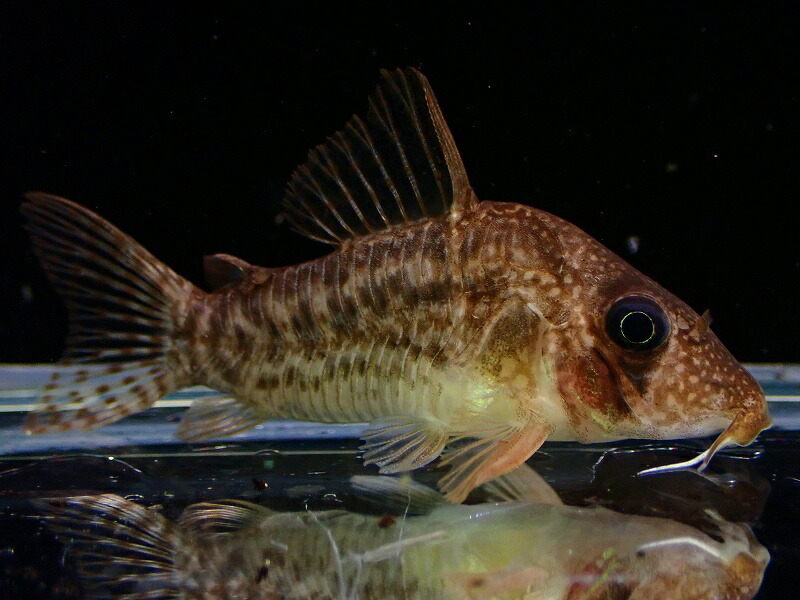 【楽天市場】【淡水魚】特価 No2 コリドラス アンチェスター cw155 タパジョス産 ワイルド【個体販売】(±5cm)（生体）（熱帯魚 ...