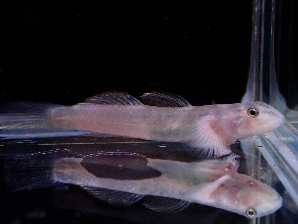 【楽天市場】【淡水魚】【通販】ヨロイボウズハゼ sp Volcano【1匹 サンプル画像】(淡水ハゼ)(生体)(熱帯魚)NK：ペットバルーン ...