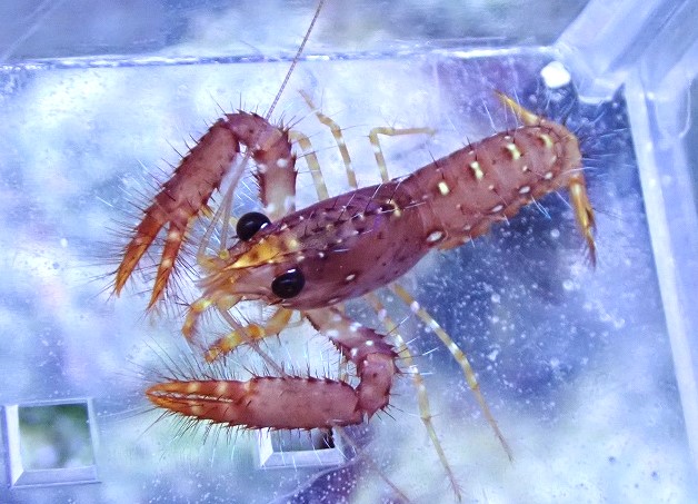 【楽天市場】【海水魚・エビ】パープルリーフロブスター（Sサイズ）【1匹】（±3-4cm） (サンプル画像）（生体）(海水魚)：ペットバルーン ...