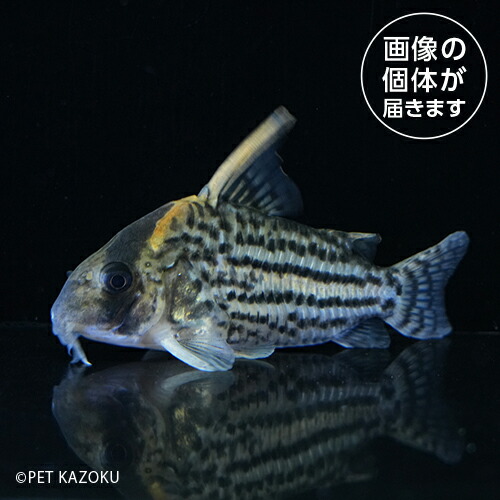 【楽天市場】20240619_17aCo，ウルトラシュワルツィ（リオ パッシアー）USH02 7月新入荷商品 【熱帯魚】【観賞魚】【淡水魚 ...