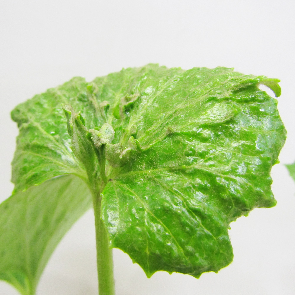【楽天市場】 山野草・古典園芸植物 ツワブキ 石蕗 青軸火雲 4号鉢植え：ペットエコ＆ザガーデン楽天市場店