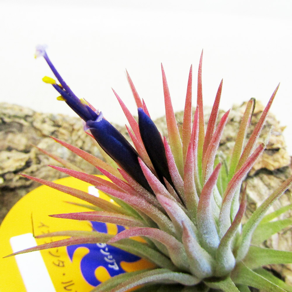 【楽天市場】 ティランジア・エアプランツ イオナンタ ルブラ （Lサイズ）（開花終わり）：ペットエコ＆ザガーデン楽天市場店