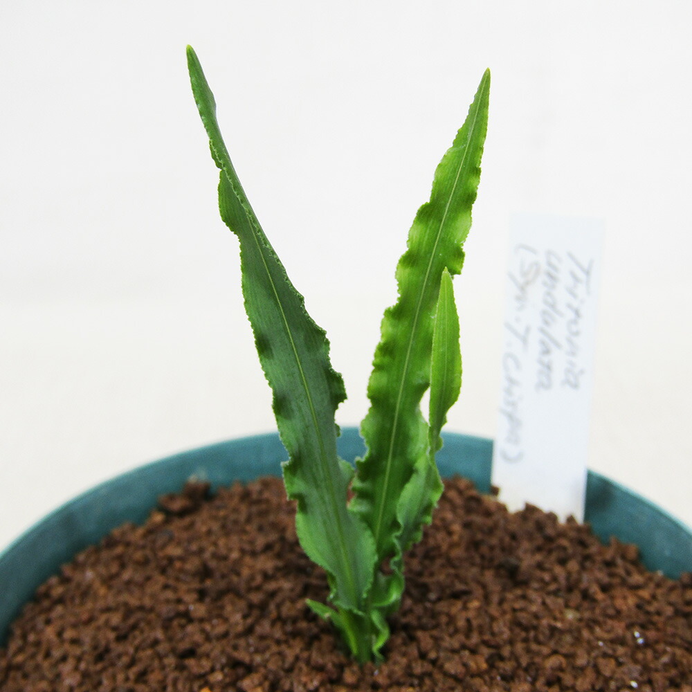 【楽天市場】 SPECIES NURSERYのケープバルブ 現品！トリトニア ウンデュラータ Tritonia undulata(Syn･T ...