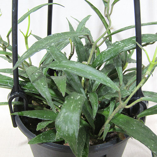 【楽天市場】 近藤園芸さんのホヤ 現品販売ホヤ ミラビリス スプラッシュ Hoya mirabilis splash 10．5cm吊り鉢植え ...