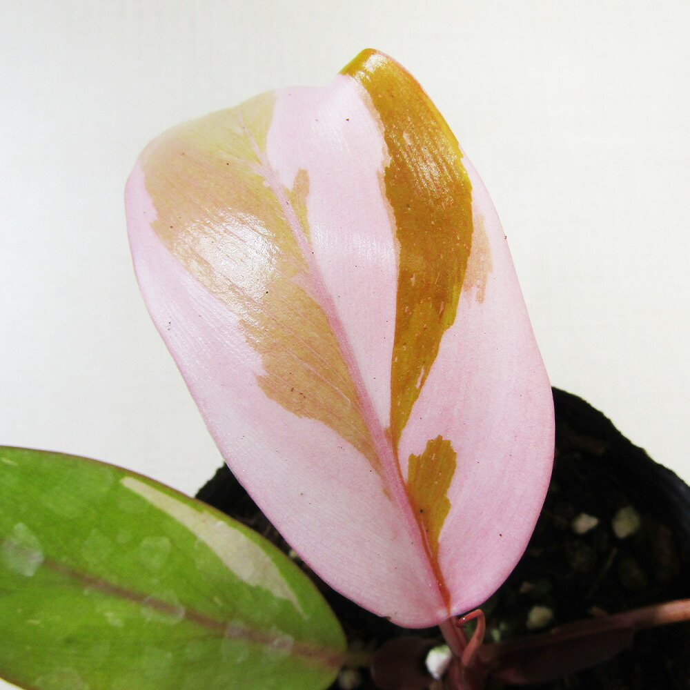 【楽天市場】 鷲尾園芸さんのプレミアムアロイド 現品 フィロデンドロン パーシモンプリンセス Philodendron persimmon ...
