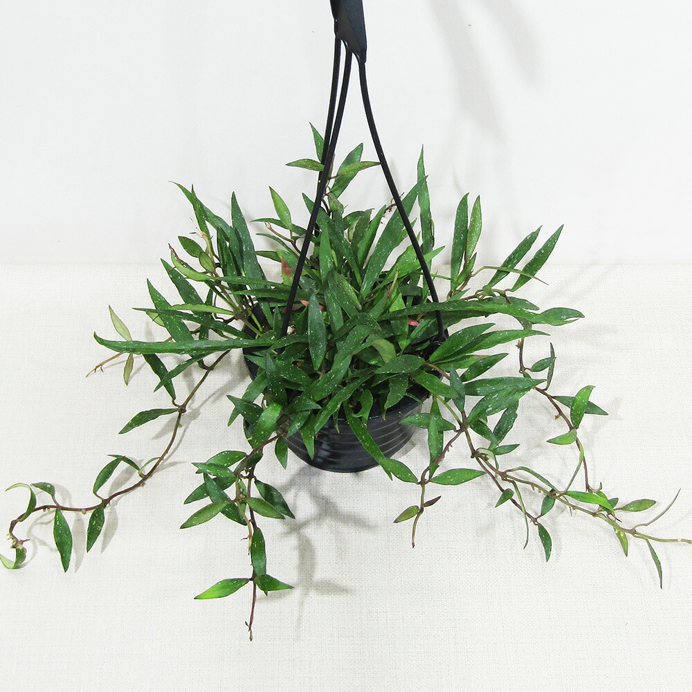 【楽天市場】 近藤園芸さんのホヤ 現品 ミラビリス スプラッシュ Hoya Mirabilis Splash 4号吊り鉢植え 現品販売〈ミラビ ...