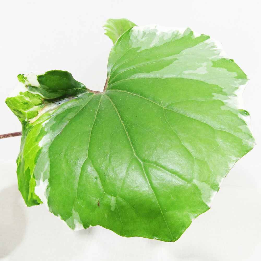 【楽天市場】 山野草・古典園芸植物 ツワブキ 石蕗 〈NEW！〉浮雲錦 4号鉢植え：ペットエコ＆ザガーデン楽天市場店