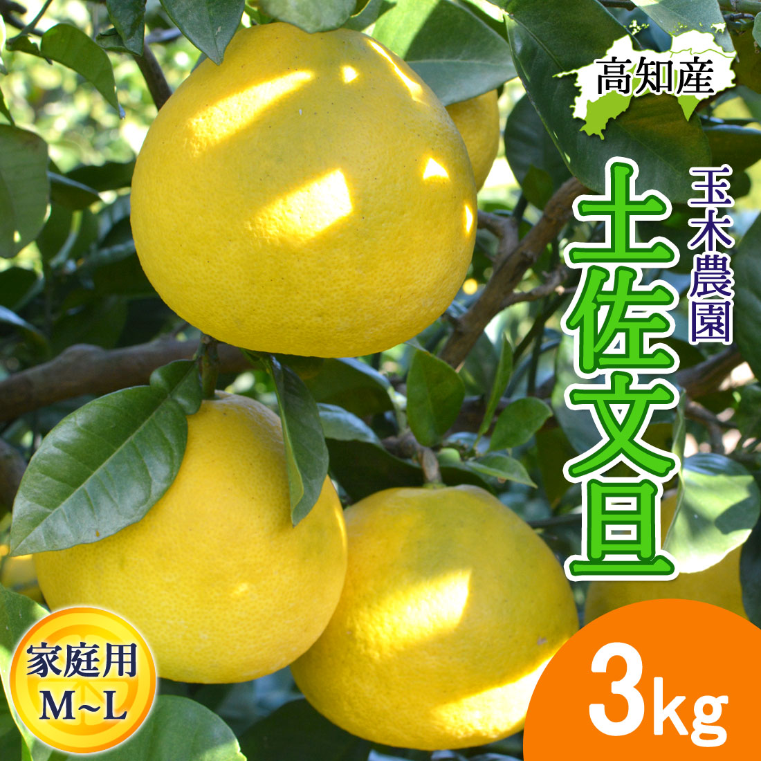 【楽天市場】【予約】 文旦 土佐文旦 家庭用 小 MLサイズ 6～10玉 3kg 土佐市 産直 玉木農園 野囲い 急斜面栽培 ぶんたん 産地 ...