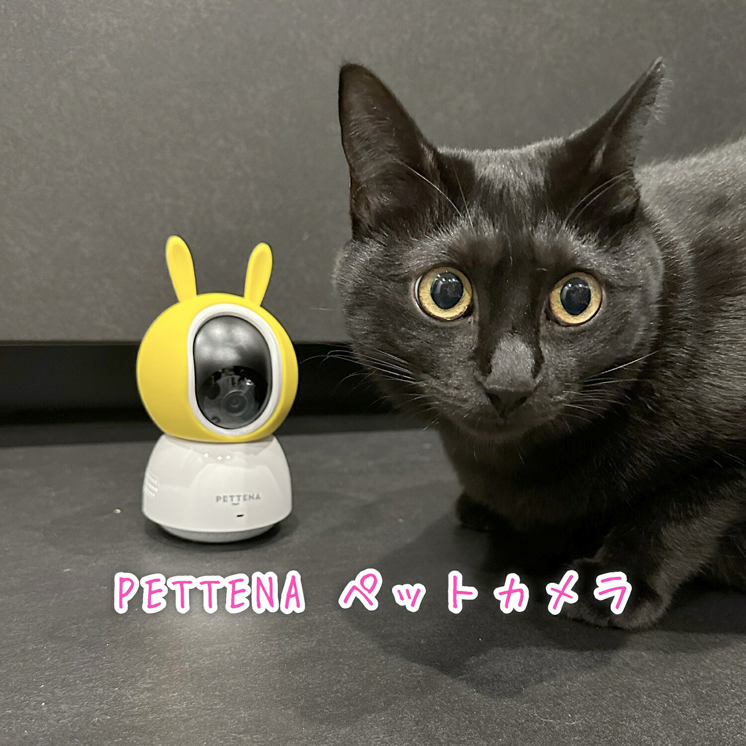 【楽天一位】PETTENAペットカメラ ドッグカメラ 防犯カメラ 【1年保証】300万画素 ベビーモニター ベビーカメラ 自動追跡 家庭 追尾 留守番 見守りカメラ 監視カメラ 犬猫 スマホ ...