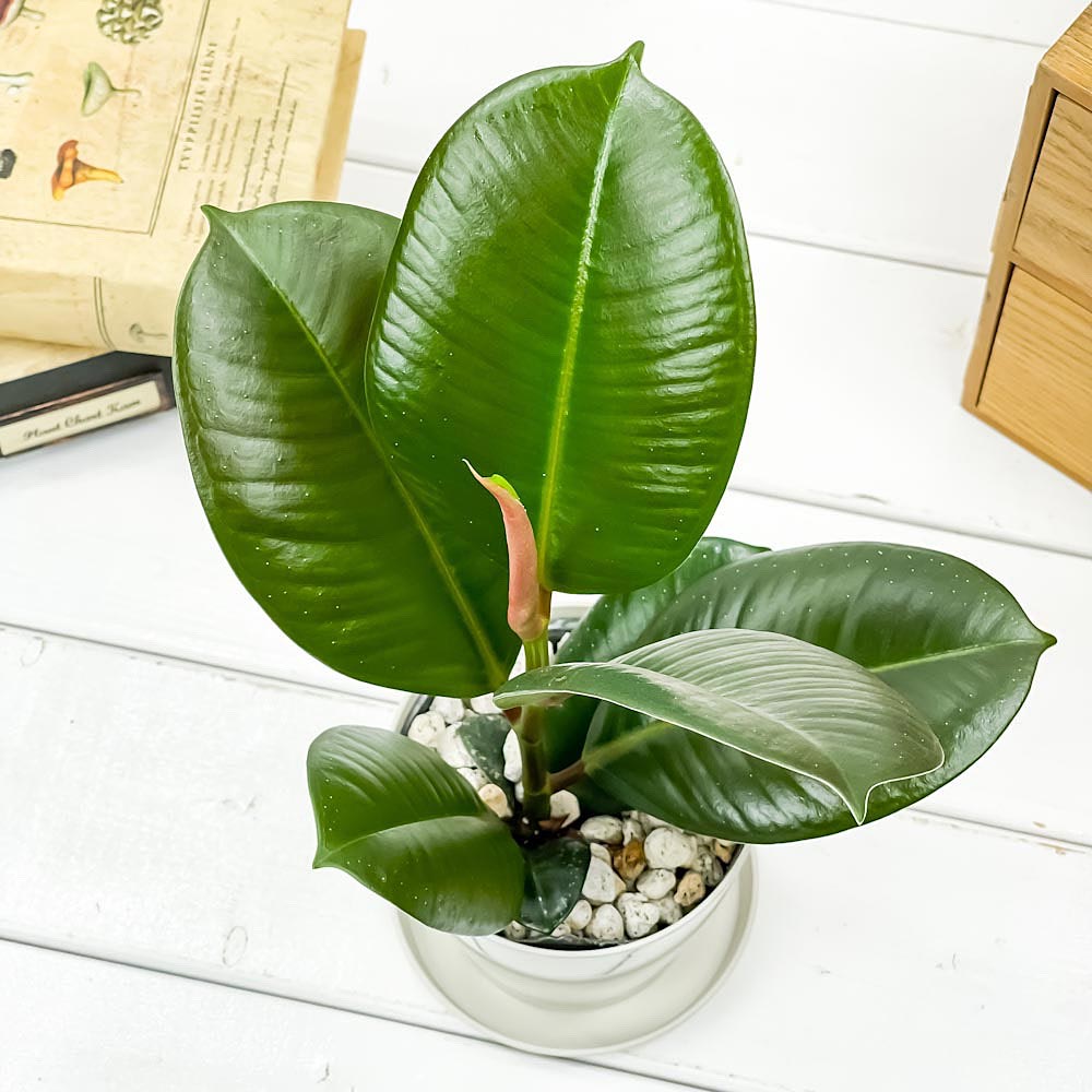 【楽天市場】観葉植物 フィカス ソフィア 3.5号鉢 受け皿付き 育て方説明書付き Ficus elastica ‘Sofia’ ゴムノキ ...