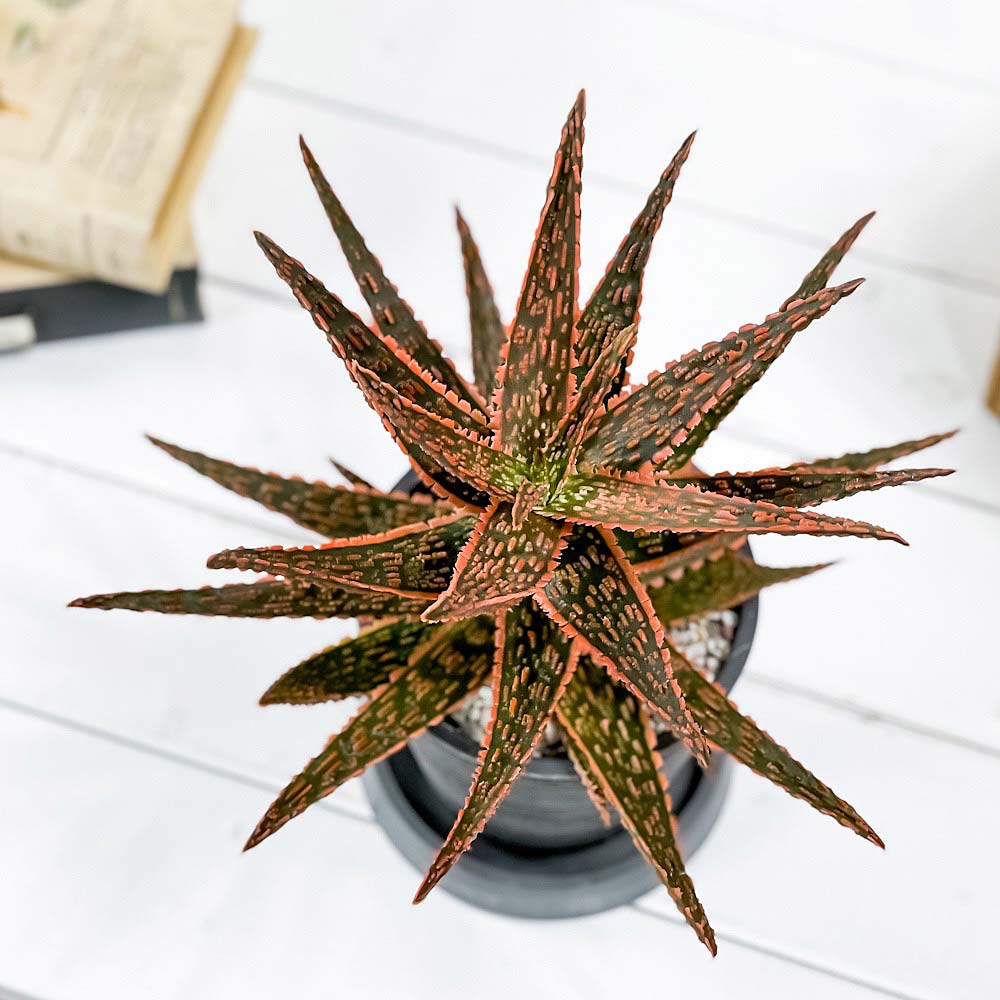 【楽天市場】多肉植物 アロエ フラミンゴ 4号樹脂鉢 ミディダークグレー サスティー付き 受け皿付き 育て方説明書付き Aloe ...