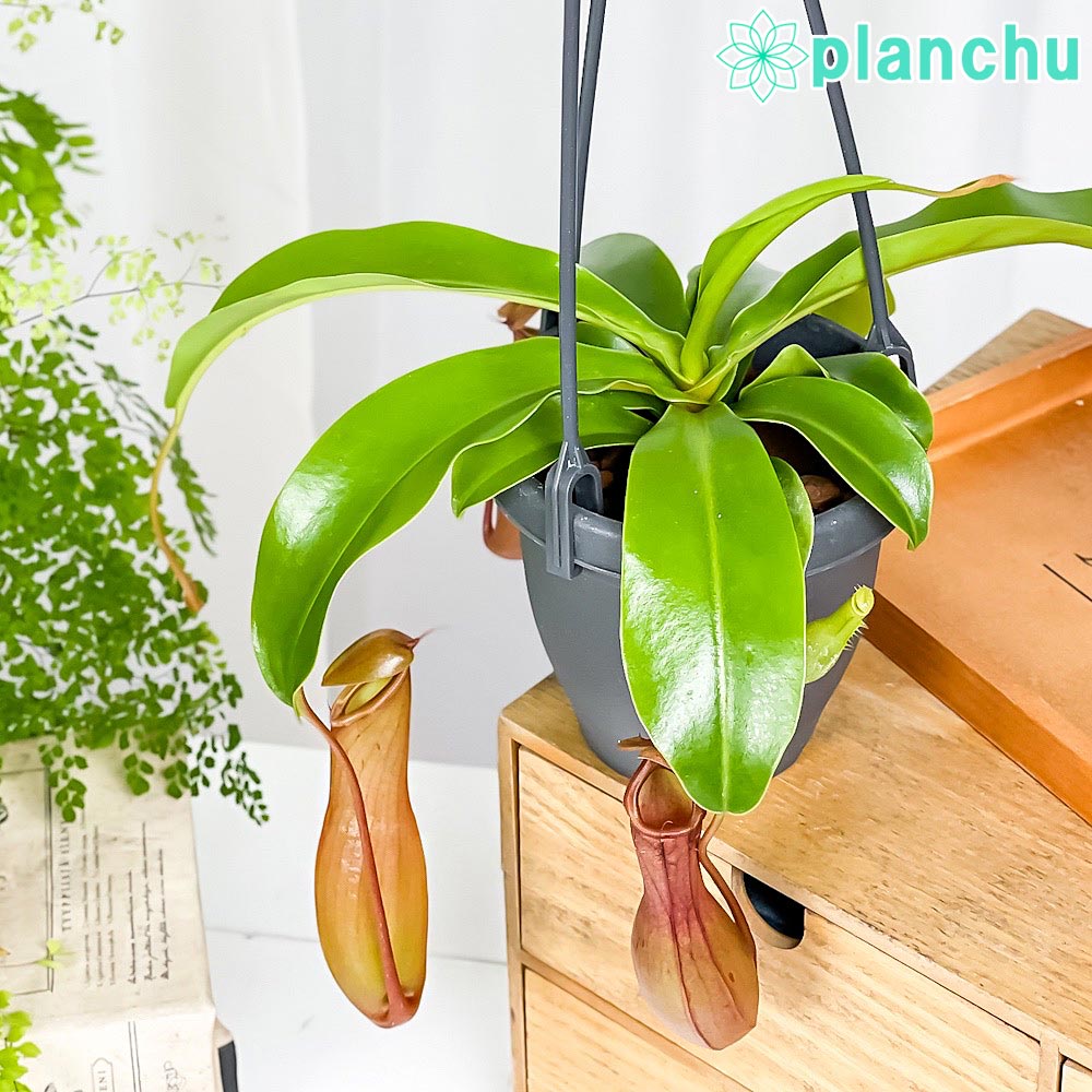 【楽天市場】PLANCHU 食虫植物 ネペンテス アラタ 3.5号吊り鉢 育て方説明書付き Nepenthes alata アラータ ウツボカズラ：プランチュ 楽天市場店