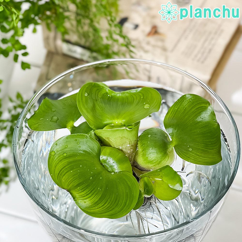 【楽天市場】PLANCHU 浮草 ホテイアオイ Mサイズ 1株 育て方説明書付き Eichhornia crassipes ホテイソウ 水草 ...
