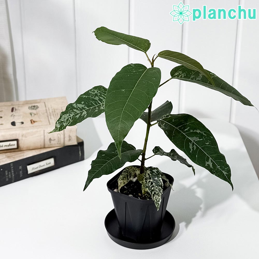 【楽天市場】PLANCHU 観葉植物 フィカス アスペラ パーセリー 3号スリット鉢 受け皿付き 育て方説明書付き Ficus aspera ...