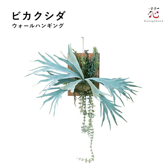 【楽天市場】【10％OFF！9月11日 1時59分まで】ビカクシダ ウォールハンギング フェイク 造花 フェイクグリーン 観葉植物 インテリアグリーン 大型 北欧 おしゃれ 鉢 植木鉢 玄関夏 ...