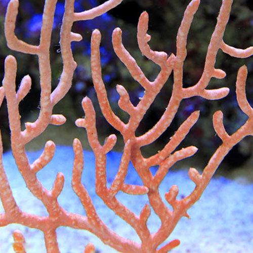 【楽天市場】（サンゴ）ヤギsp．ピンクホワイト（1個） y−60：plantstech楽天市場店