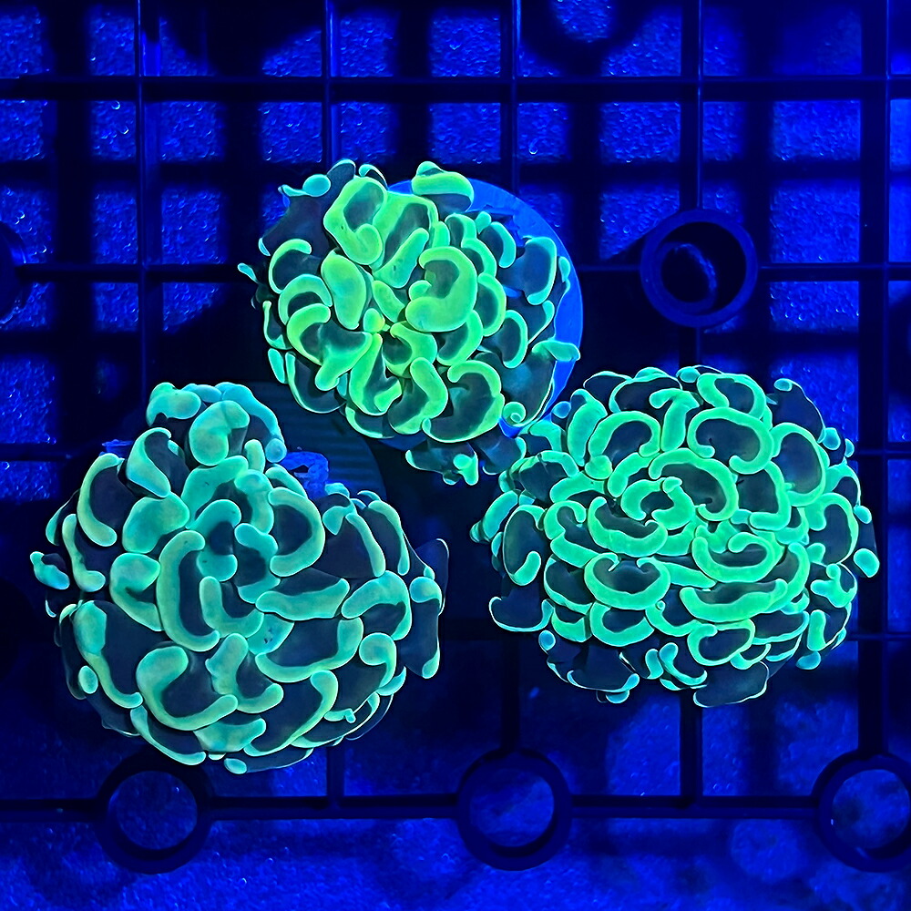 【楽天市場】（サンゴ）ナガレハナサンゴ メタリックグリーン プラグ付き（1個） y−41 北海道・九州航空便要保温：plantstech楽天市場店