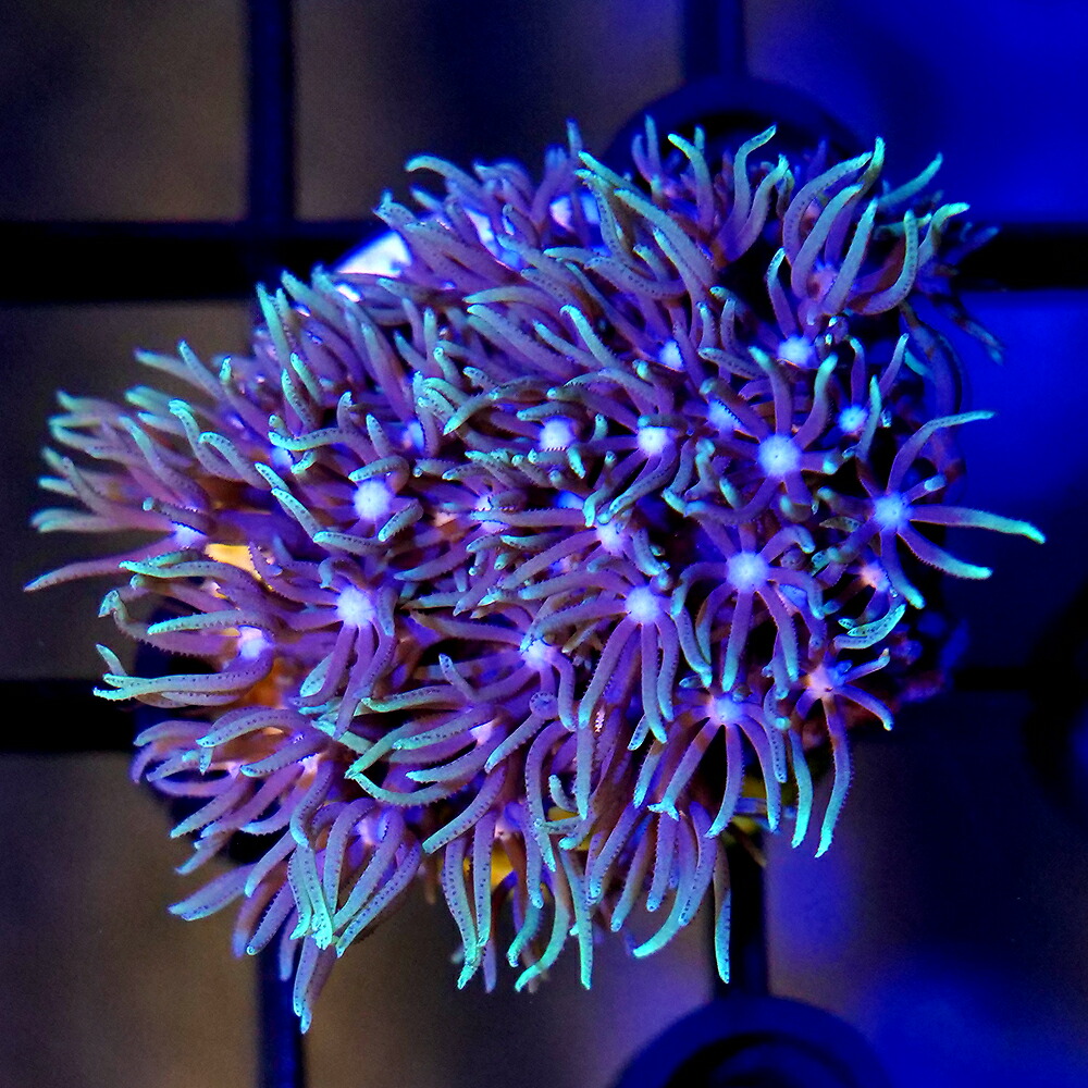 【楽天市場】（サンゴ）スターポリプsp． センターホワイト プラグ付き（1個） 北海道・九州航空便要保温：plantstech楽天市場店