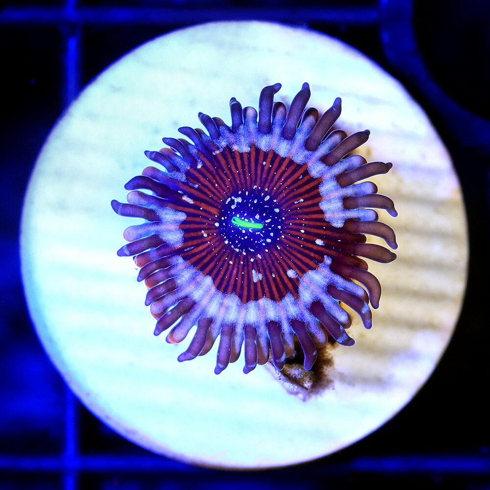 【楽天市場】（サンゴ）マメスナギンチャク ブルーアガベ プラグ付き（1個）：plantstech楽天市場店