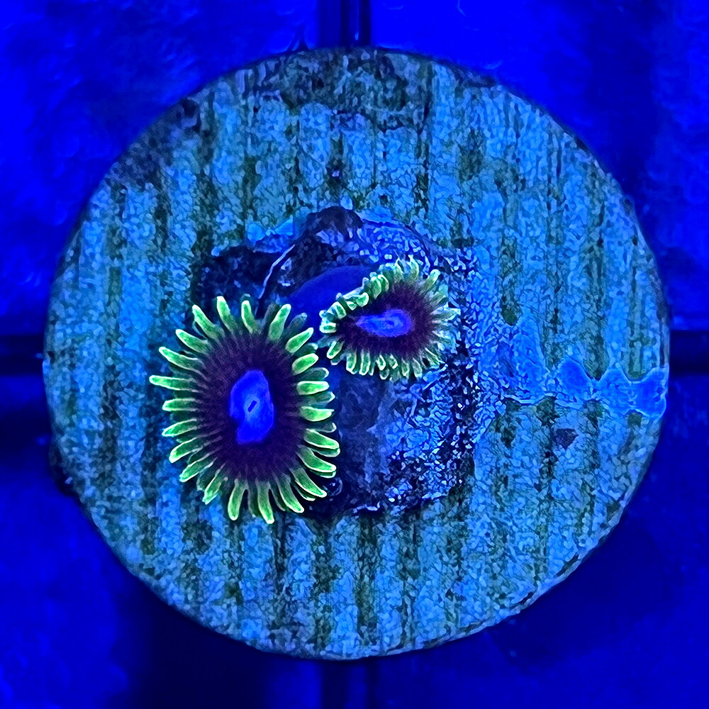 【楽天市場】（サンゴ）マメスナギンチャク アイスキング プラグ付き（1個）：plantstech楽天市場店