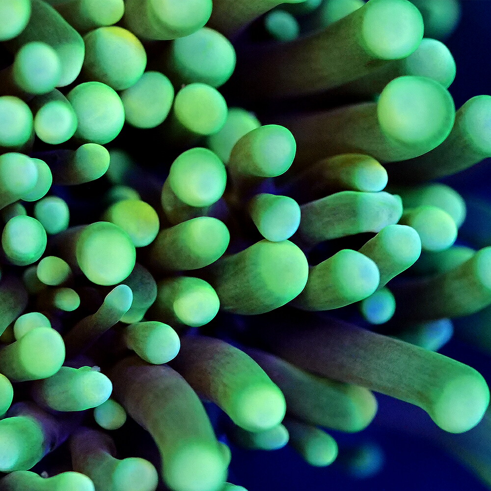 【楽天市場】（サンゴ）フラグサンゴ ツツマルハナサンゴ グリーン ポリカプラグ付き（1個）wh‐68 北海道航空便要保温：plantstech ...