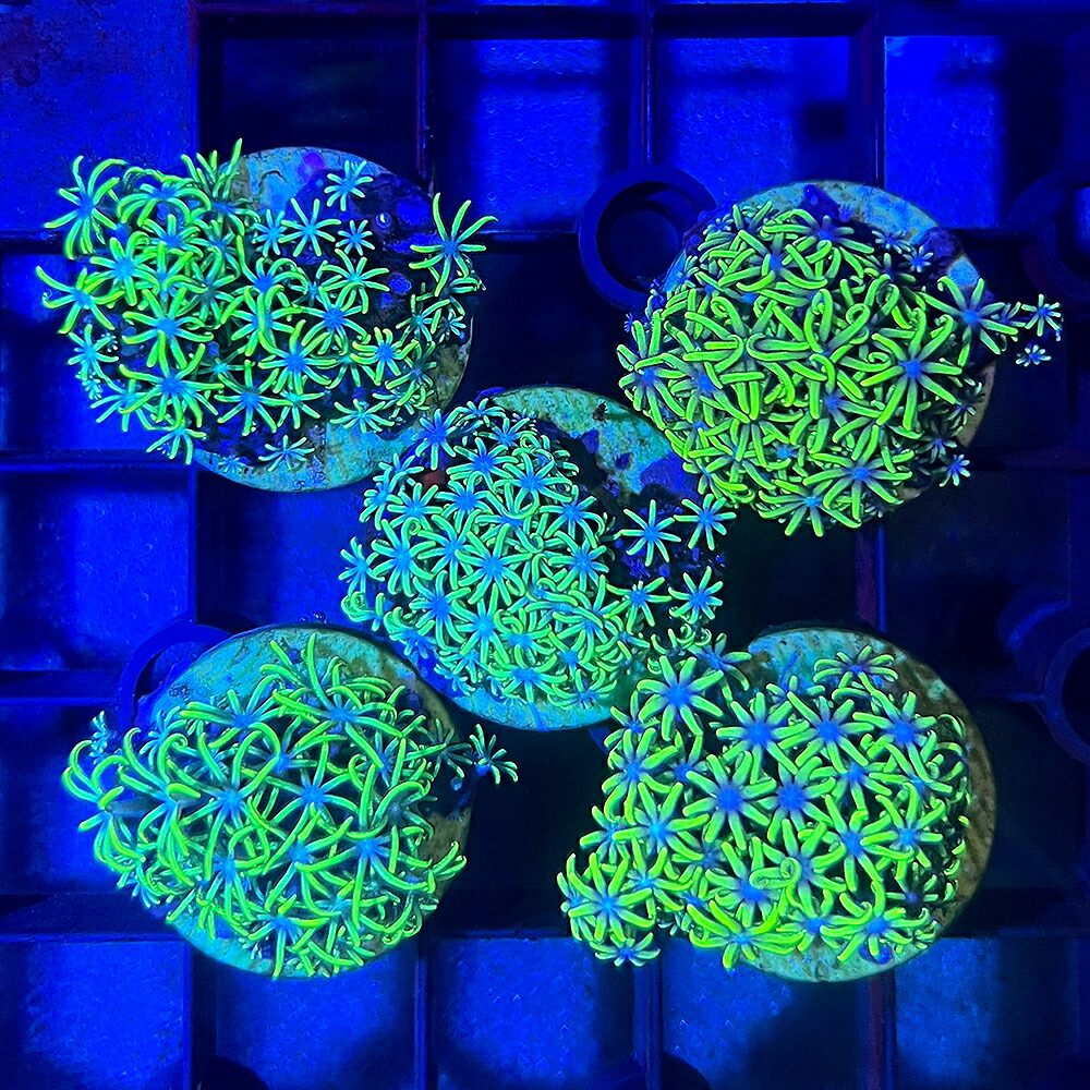 【楽天市場】（サンゴ）スターポリプsp． メタリックグリーン プラグ付き（1個） 北海道航空便要保温：plantstech楽天市場店