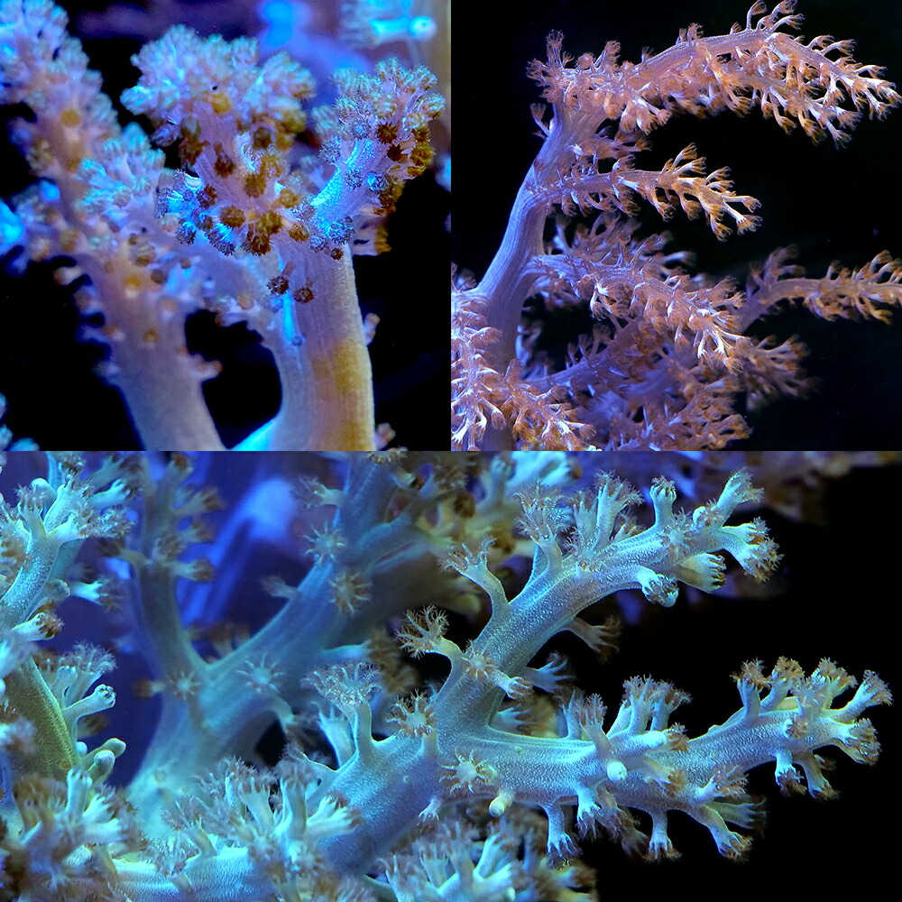 【楽天市場】（サンゴ）フラグサンゴ おまかせトサカサンゴ ポリカプラグ付き（1個）wh‐89：plantstech楽天市場店