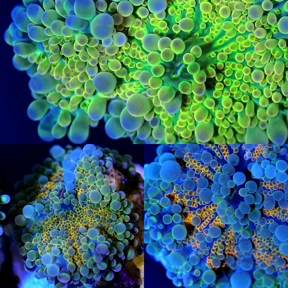 【楽天市場】（サンゴ）フラグサンゴ バブルディスクコーラル グリーン系 ポリカプラグ付き（1個) yl‐15：plantstech楽天市場店