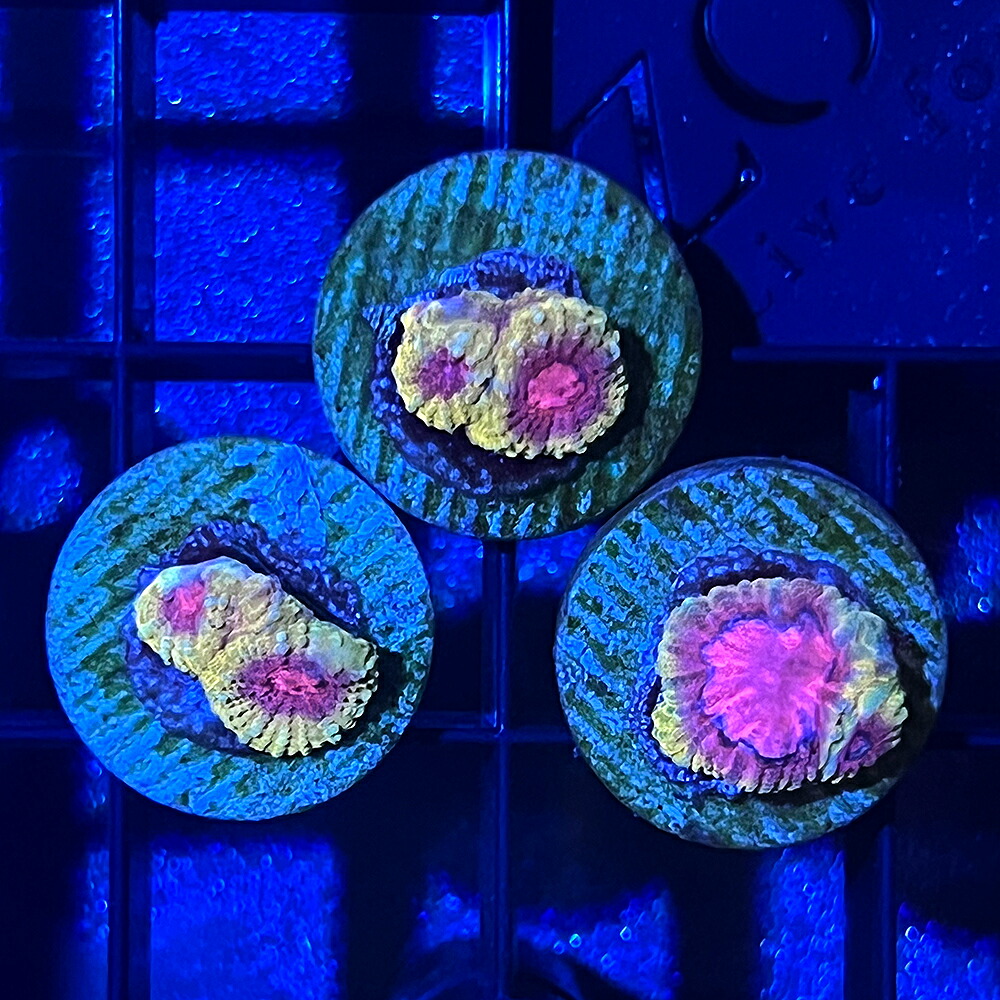 【楽天市場】（サンゴ）キクメイシsp． ピンクイエロー プラグ付き （1個） 北海道・九州航空便要保温：plantstech楽天市場店