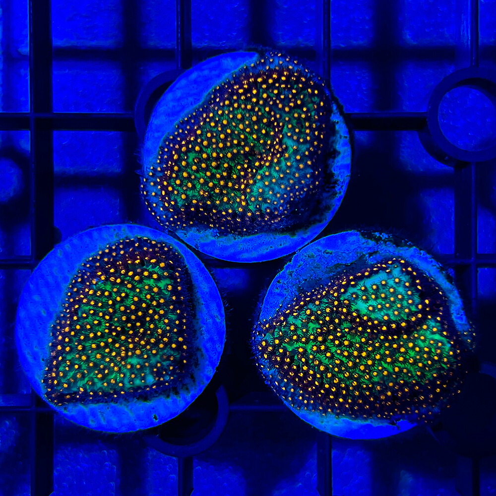 【楽天市場】（サンゴ）ムカシサンゴ グリーンオレンジポリプ プラグ付き （1個）：plantstech楽天市場店