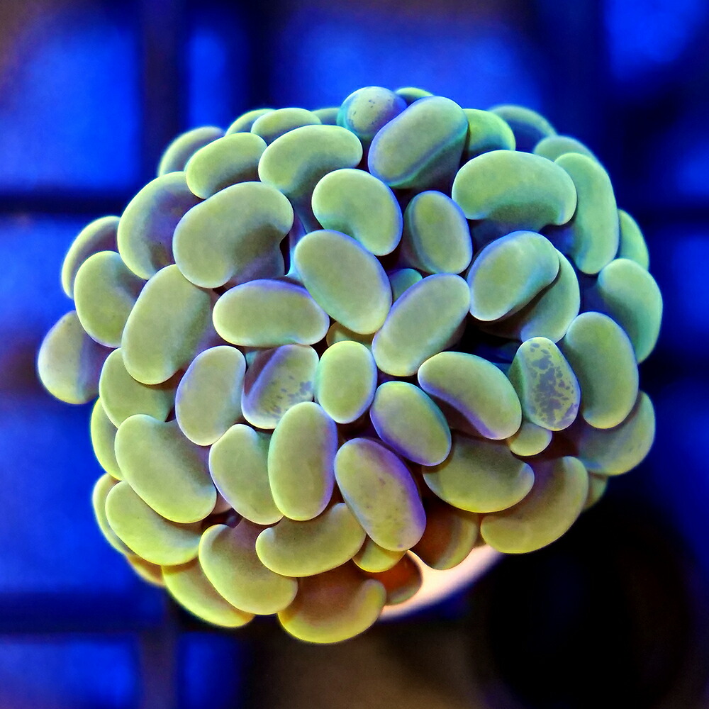 【楽天市場】（サンゴ）インドネシア産 ナガレハナサンゴ イエロー ブランチ プラグ付き （1個）：plantstech楽天市場店