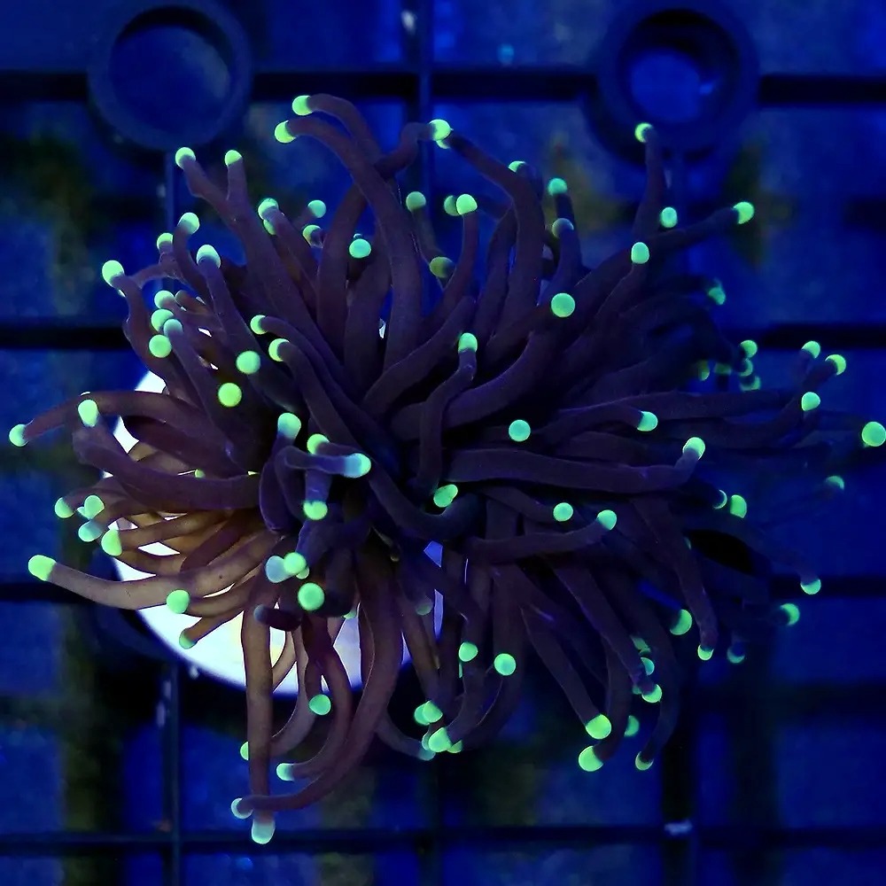 【楽天市場】（サンゴ）ツツマルハナサンゴ ブラックトーチ プラグ付き（1個） 北海道・九州航空便要保温：plantstech楽天市場店