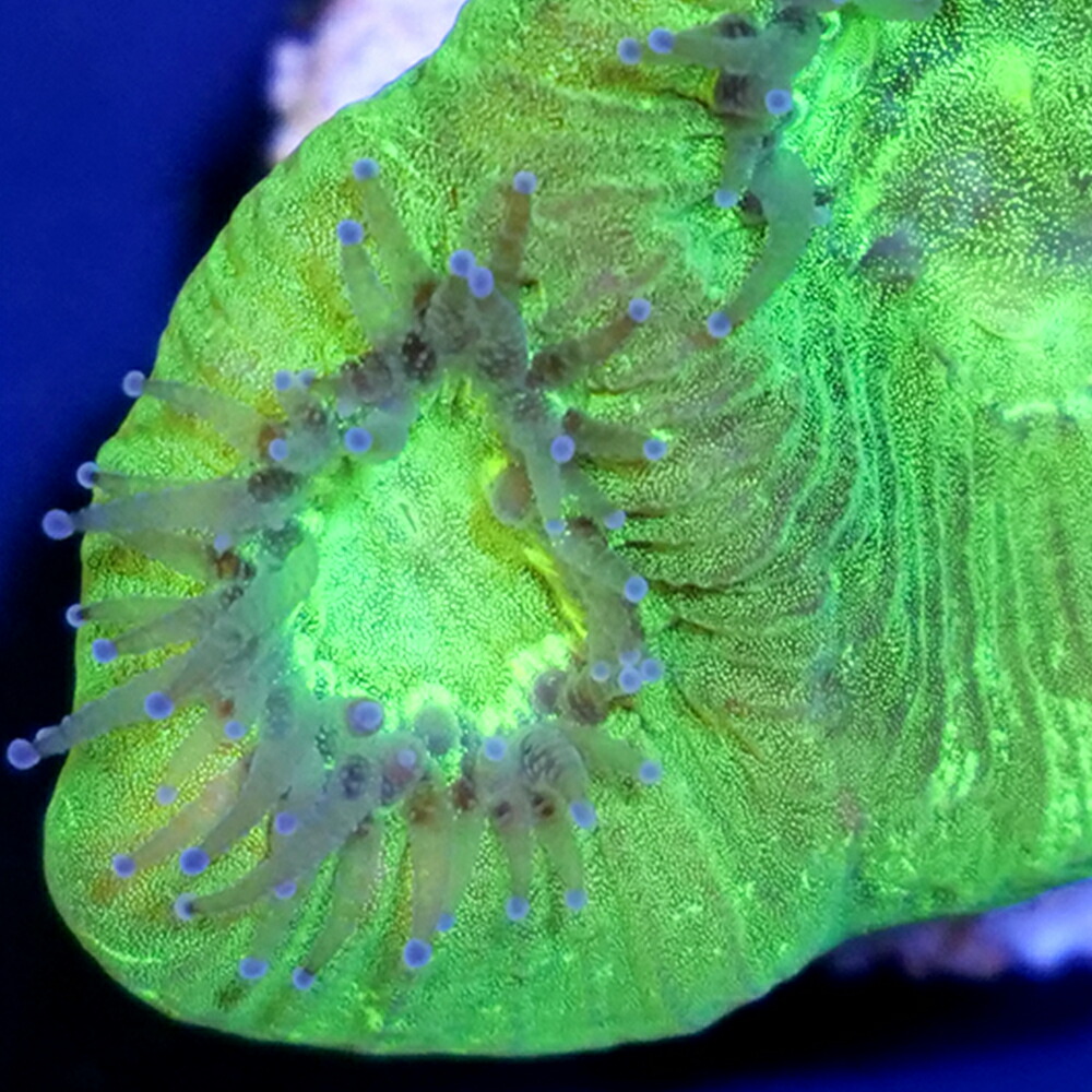 【楽天市場】（サンゴ）フラグサンゴ オーストラリア産 キクメイシsp． 蛍光フルグリーン ポリカプラグ付き（1個）yl‐32：plantstech楽天市場店