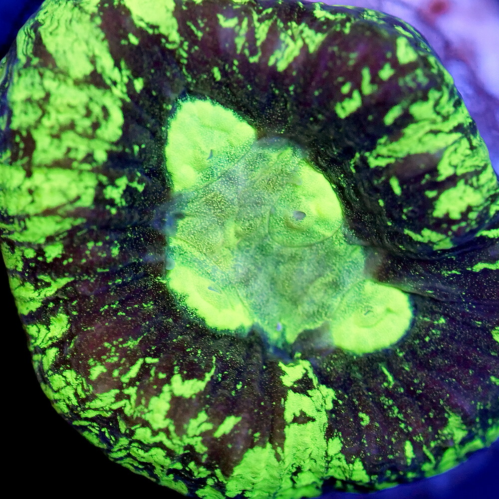 【楽天市場】（サンゴ）フラグサンゴ オーストラリア産 キクメイシsp． アッシュグリーン Mサイズポリカプラグ付き（1個）yl‐34 北海道・九州航空便要保温：plantstech楽天市場店