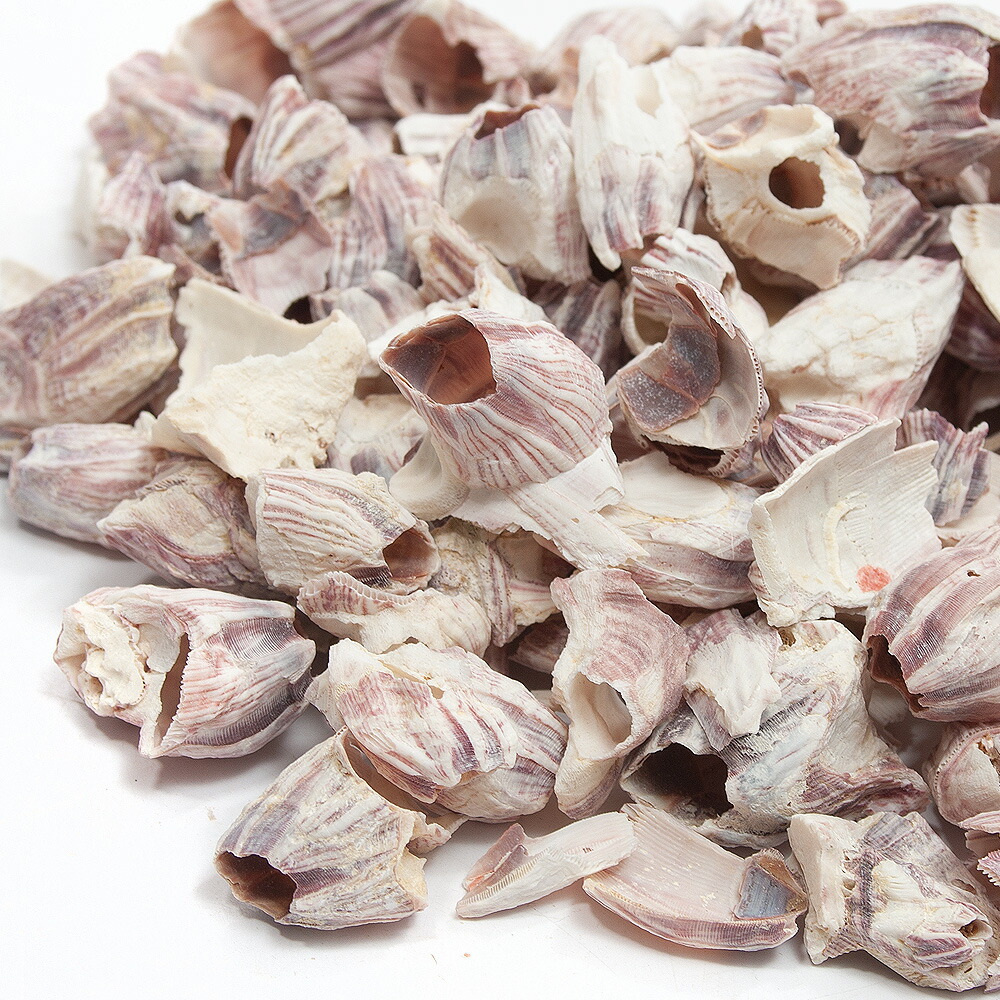 【楽天市場】未選別 形状お任せ フジツボの殻 300g 隠れ家：plantstech楽天市場店