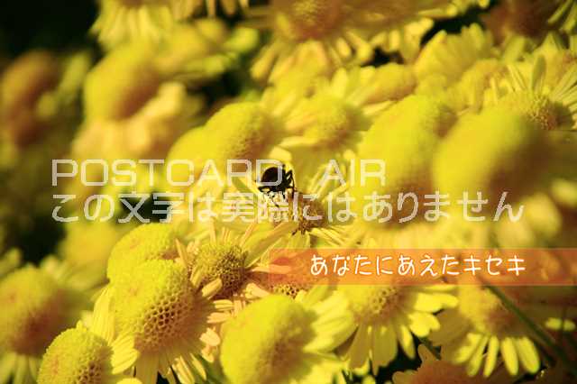 【楽天市場】【気持ちを伝えるポストカード】「あなたにあえたキセキ」黄色い花々のハガキ Photo By Miro:ポストカードair