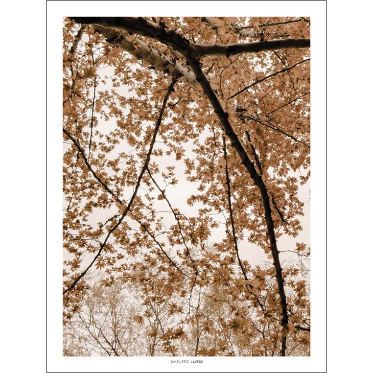 【楽天市場】【30x40cm】SIMPLISTIC LAYERS - Fall Oriental Plane Tree (APS42 ...
