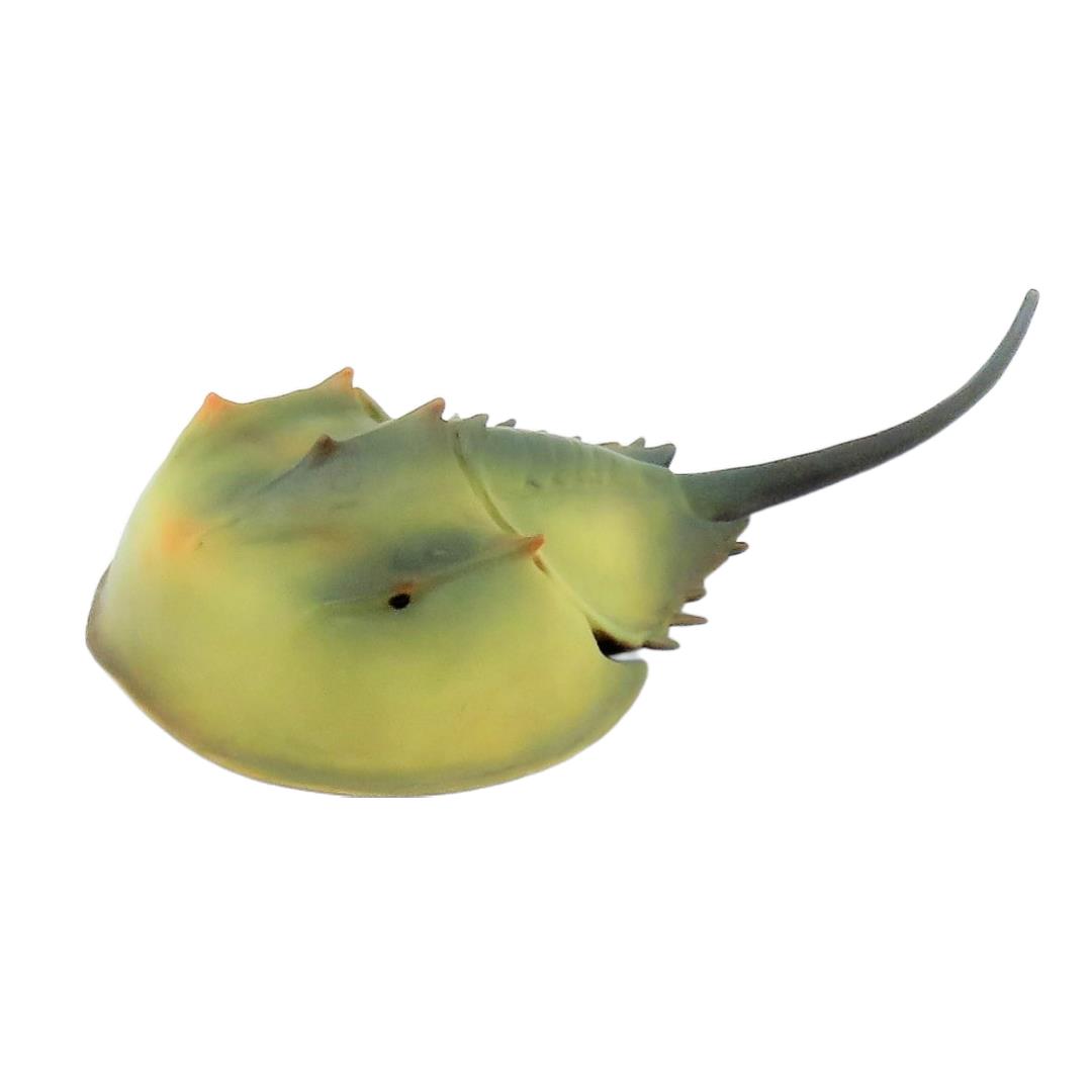 【楽天市場】88905 Collecta コレクタ アメリカカブトガニ 恐竜 ダイナソー フィギュア 玩具 ギフト プレゼント 誕生日 ...
