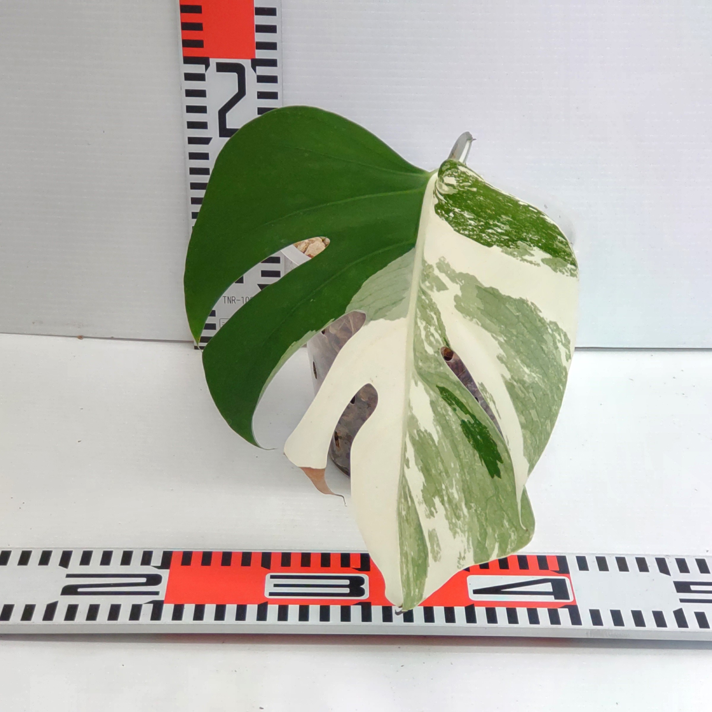 【楽天市場】斑入り モンステラ ボルシギアナ ホワイトタイガー 発根済 S-002：RED FAIRY