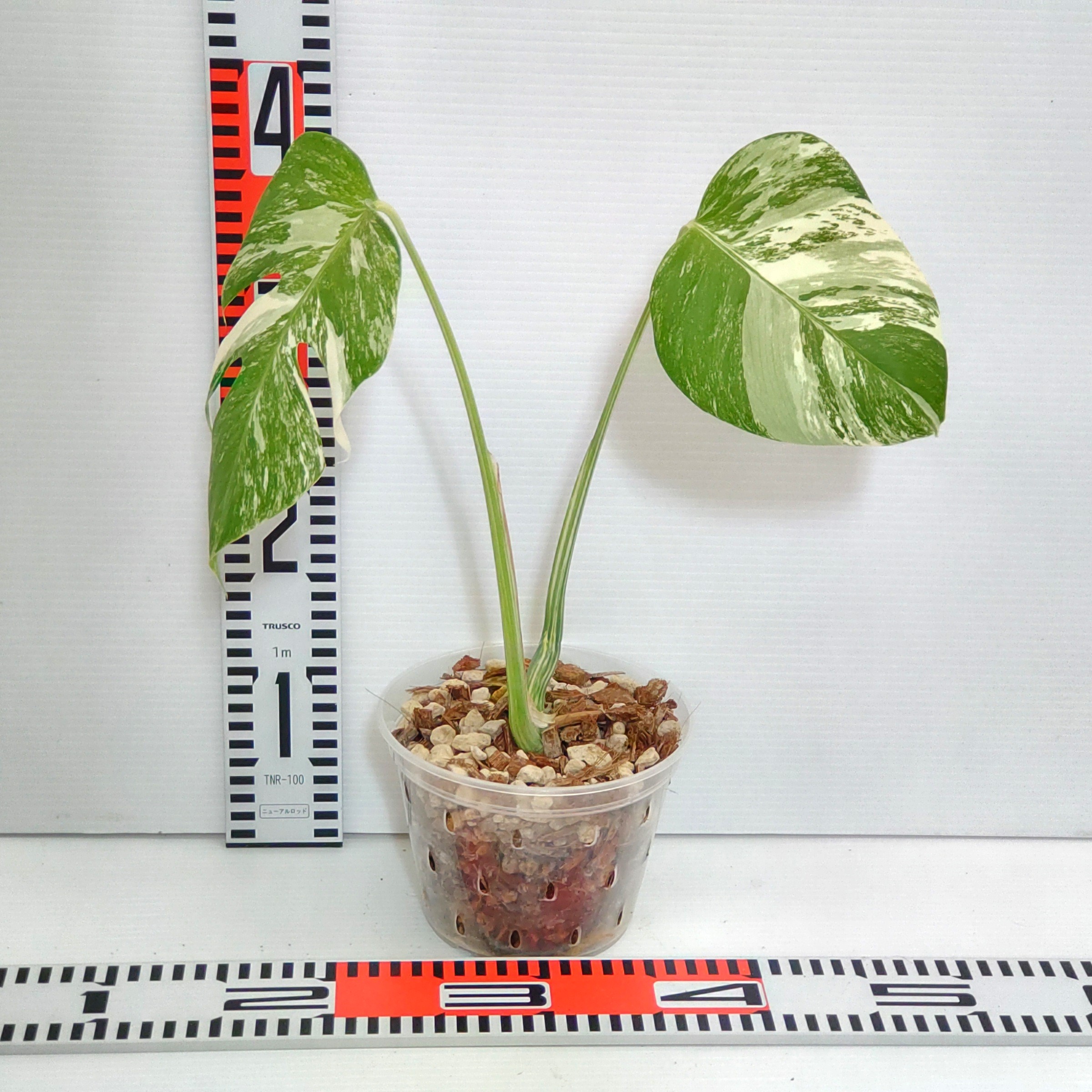 【楽天市場】斑入り モンステラ ボルシギアナ ホワイトタイガー 発根済 S-016：RED FAIRY