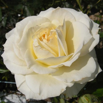 【楽天市場】バラ苗 新苗 ティンウォルド 大輪 4号鉢 ：安心バラ苗の店