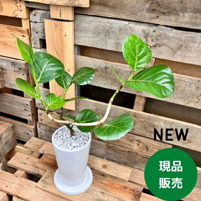 【楽天市場】【12日まで最大7%引クーポン配布中】観葉植物 【現品 】おススメ！ くねくねシーグレープ （別名；ハマベブドウ） 000800：観葉植物の専門店 彩植健美