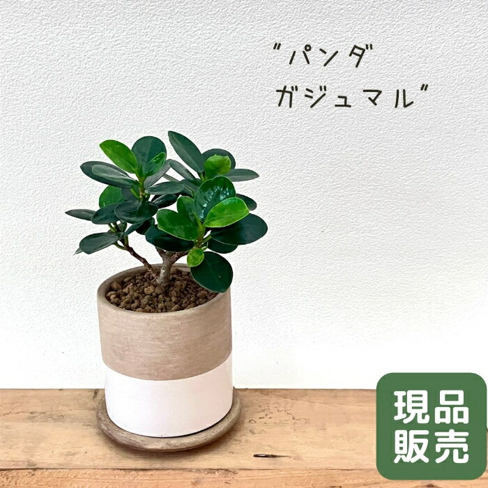 【楽天市場】【8日までポイント3倍】観葉植物 【現品】パンダガジュマル おしゃな陶器鉢入り 000999 ミニ観葉植物：観葉植物の専門店 彩植健美