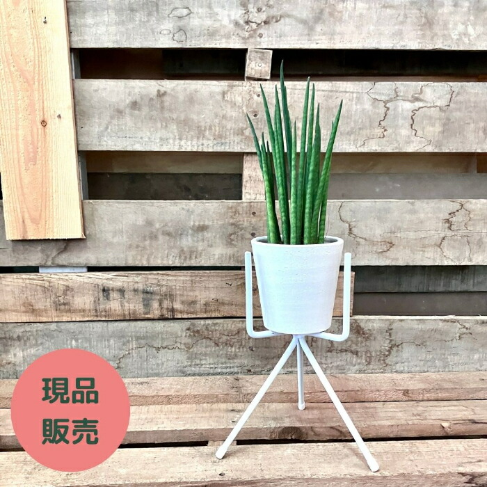 【楽天市場】観葉植物★新品・現品★ おしゃれ サンセベリア バキュラリス アイアンスタンド付き 陶器鉢入り 001048：観葉植物の専門店 彩植健美