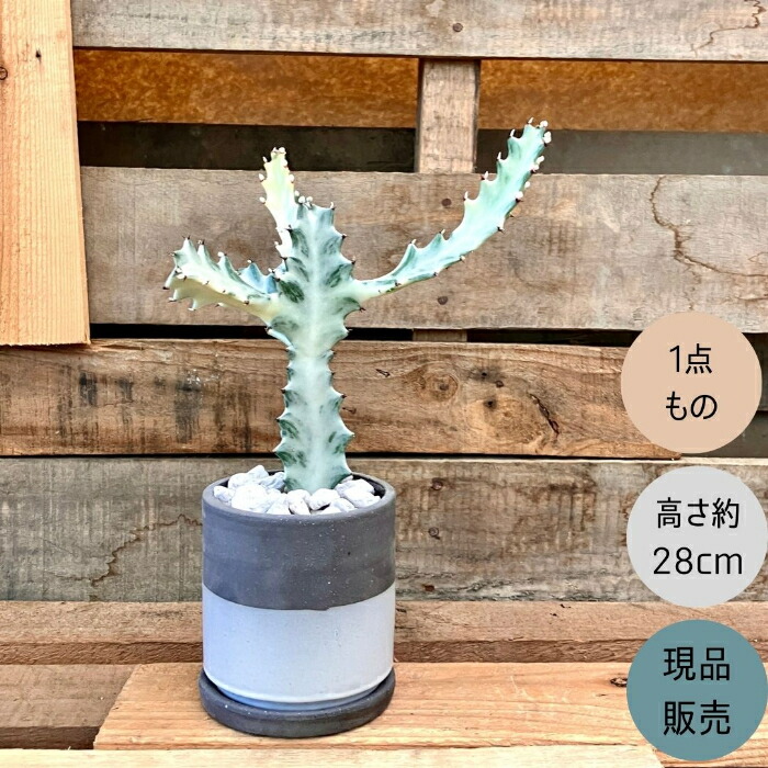 【楽天市場】【7日までポイント3倍】観葉植物 本物 【現品】ユーフォルビア・ホワイトゴースト ビザールプランツ 珍奇植物 001350：観葉 ...
