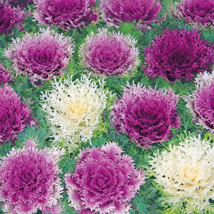 【楽天市場】【サカタのタネ公式】 ハボタン ハーモニー 花 種 約40粒 小袋 秋まき 秋 サカタ交配 マルチカラー 鉢植え 地植え ...