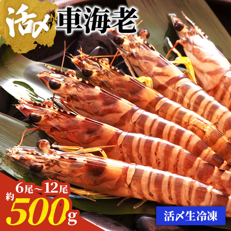 【楽天市場】【期間限定!17,208円→8,604円】車海老 活〆生冷凍 車海老 車えび 車エビ 国産 冷凍 ギフト お中元 お歳暮 正月 ごちそう 塩焼き ボイル：三和～いるときいるだけ～