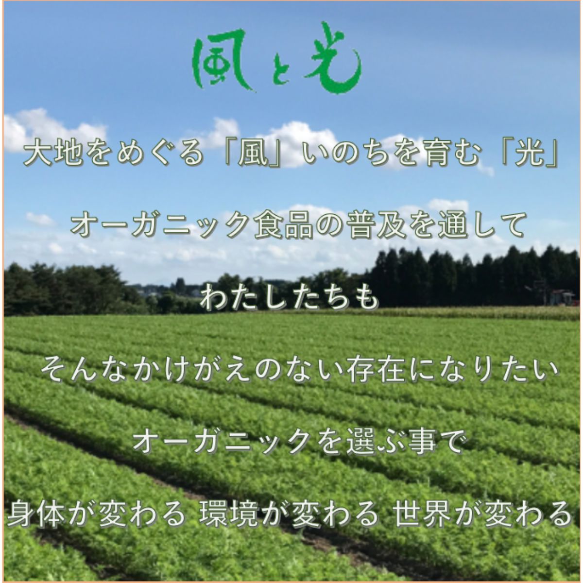 \楽天1位 6冠達成／風と光 有機ベーキングパウダー40g×2袋 ベーキングパウダー アルミフリー 第一リン酸カルシウム無添加 アルミニウム不使用 ミョウバン不使用 有機認証品 80g 製菓 ...
