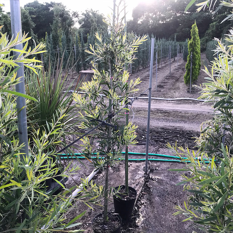 【楽天市場】高品質 ブラシの木（赤花） ポットor根巻き 1ポット 樹高150cm前後 送料無料(関東・東海・関西・北陸・信越に限り ...